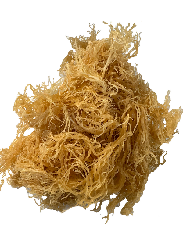 Seamoss Benefits | Sebi's Daughters